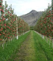 About Rootstocks – Similkameen Nurseries Ltd.