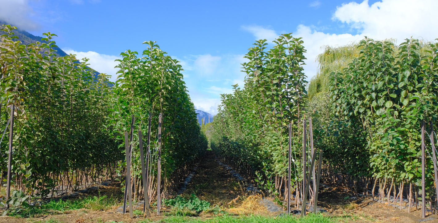 Simikameen Nurseries Ltd. – Similkameen Nurseries Ltd.