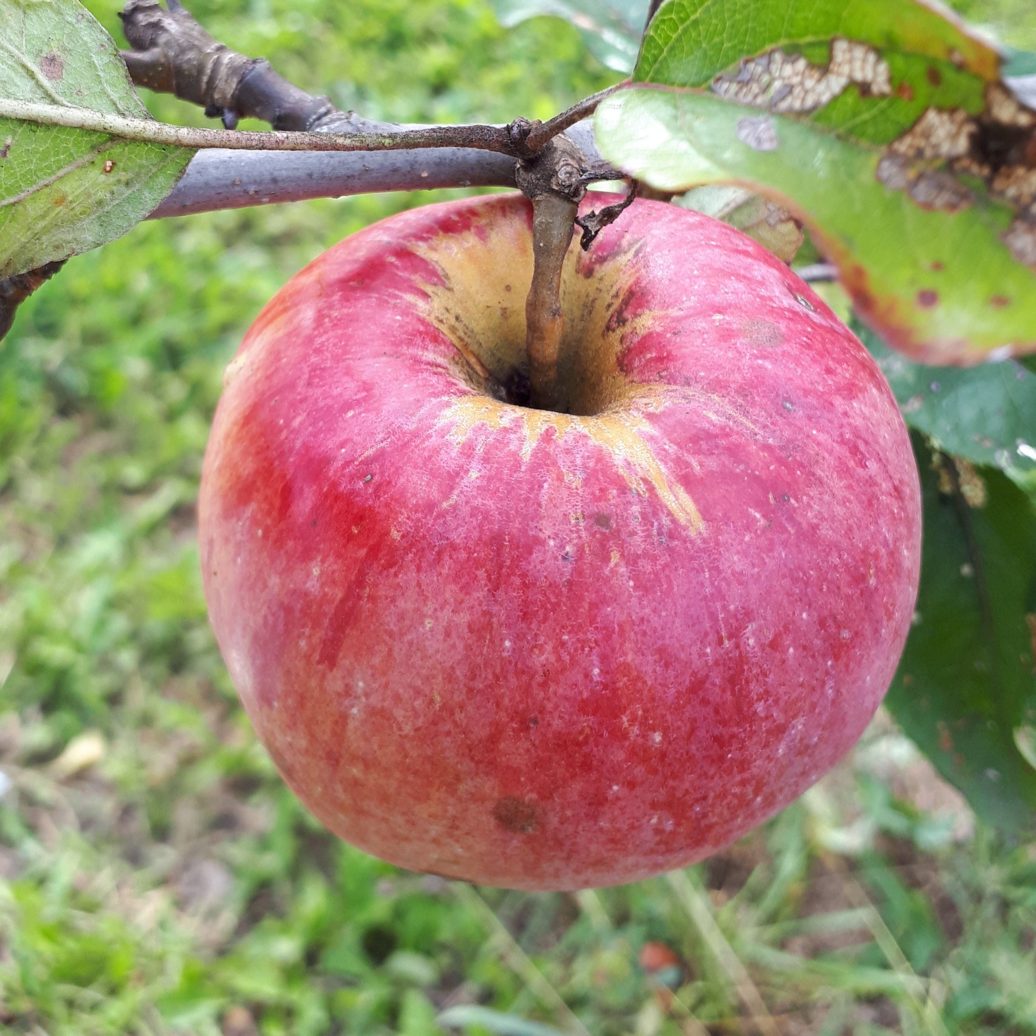 Apple "Northern Spy" Potted (3 Gal) – Similkameen Nurseries Ltd.