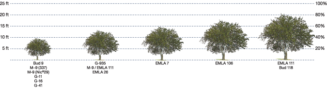 About Rootstocks – Similkameen Nurseries Ltd.