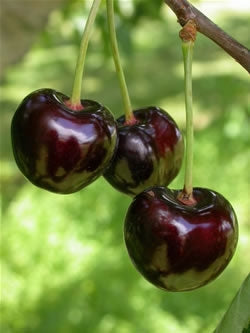 Cherry "Cristalina" – Similkameen Nurseries Ltd.