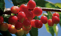 Cherry – Similkameen Nurseries Ltd.