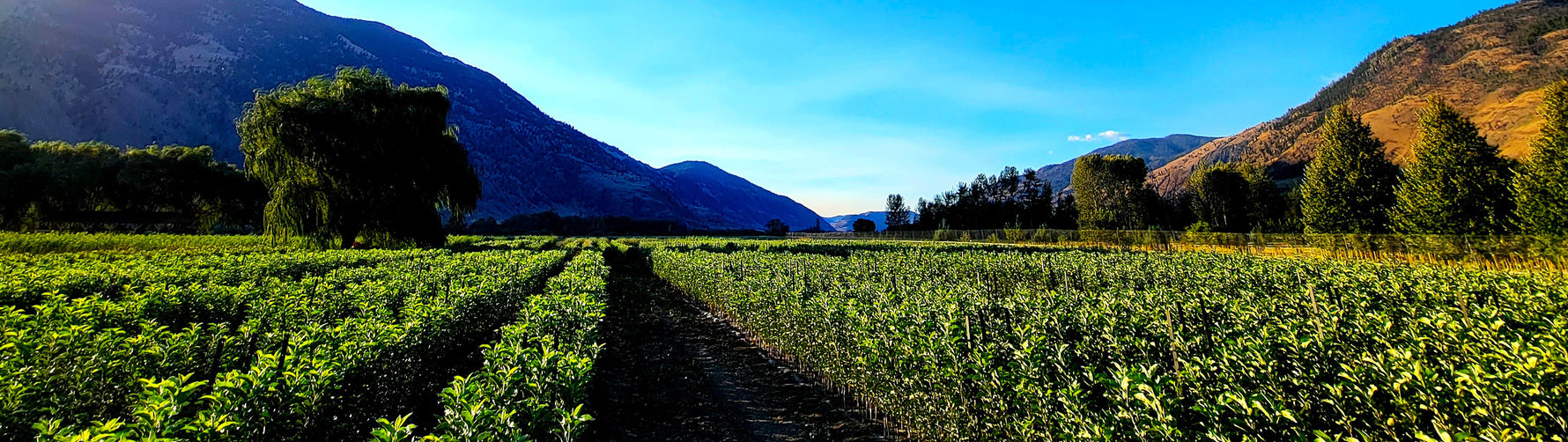 Simikameen Nurseries Ltd. – Similkameen Nurseries Ltd.