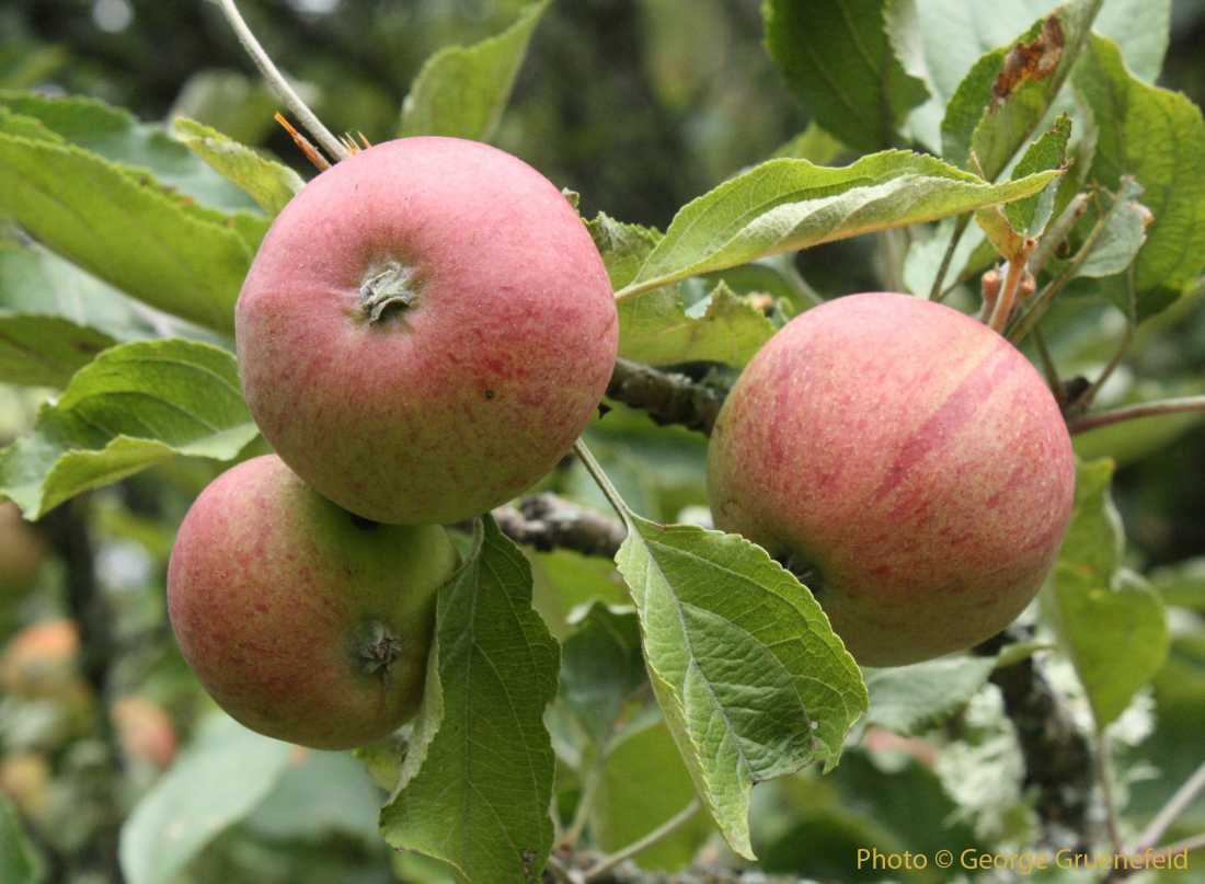 Apple "Chisel Jersey" – Similkameen Nurseries Ltd.