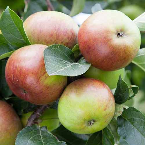 Apple "Dabinett" Potted (3 Gal) – Similkameen Nurseries Ltd.