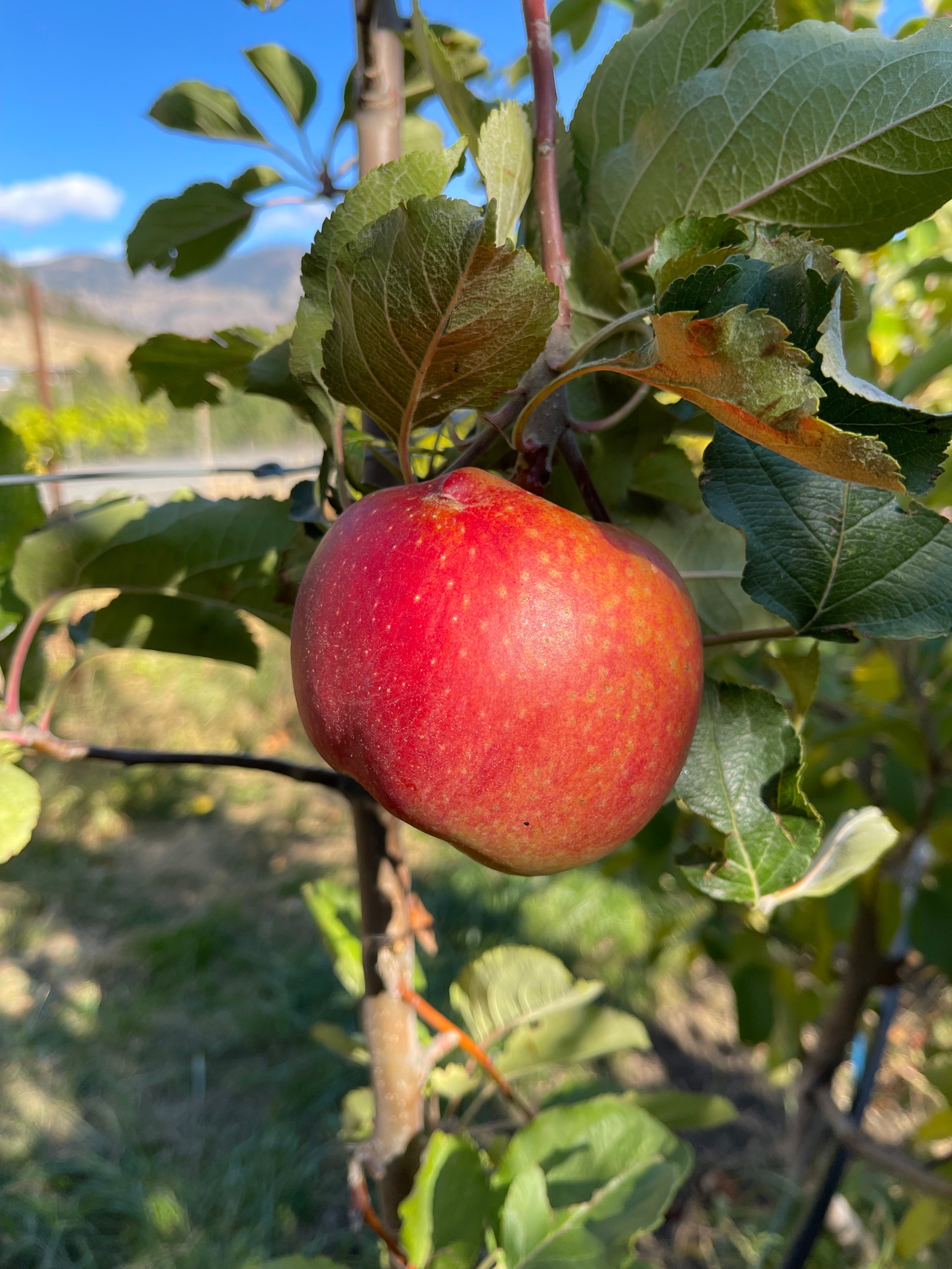 Apple "Belle de Boskoop" – Similkameen Nurseries Ltd.