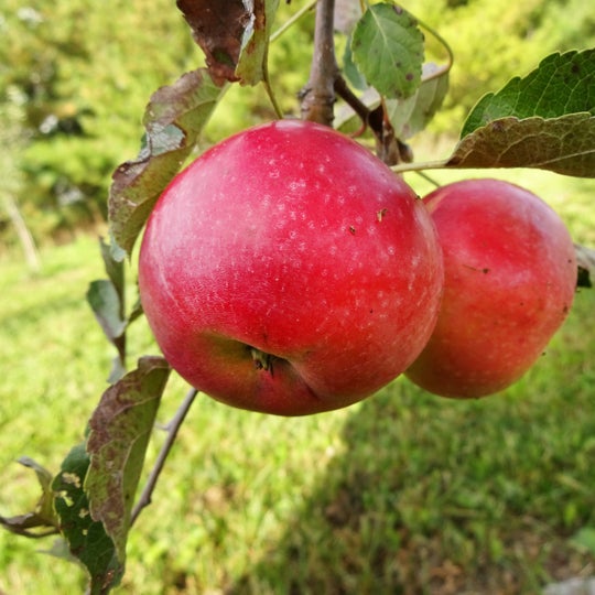 Apple "Idared" – Similkameen Nurseries Ltd.
